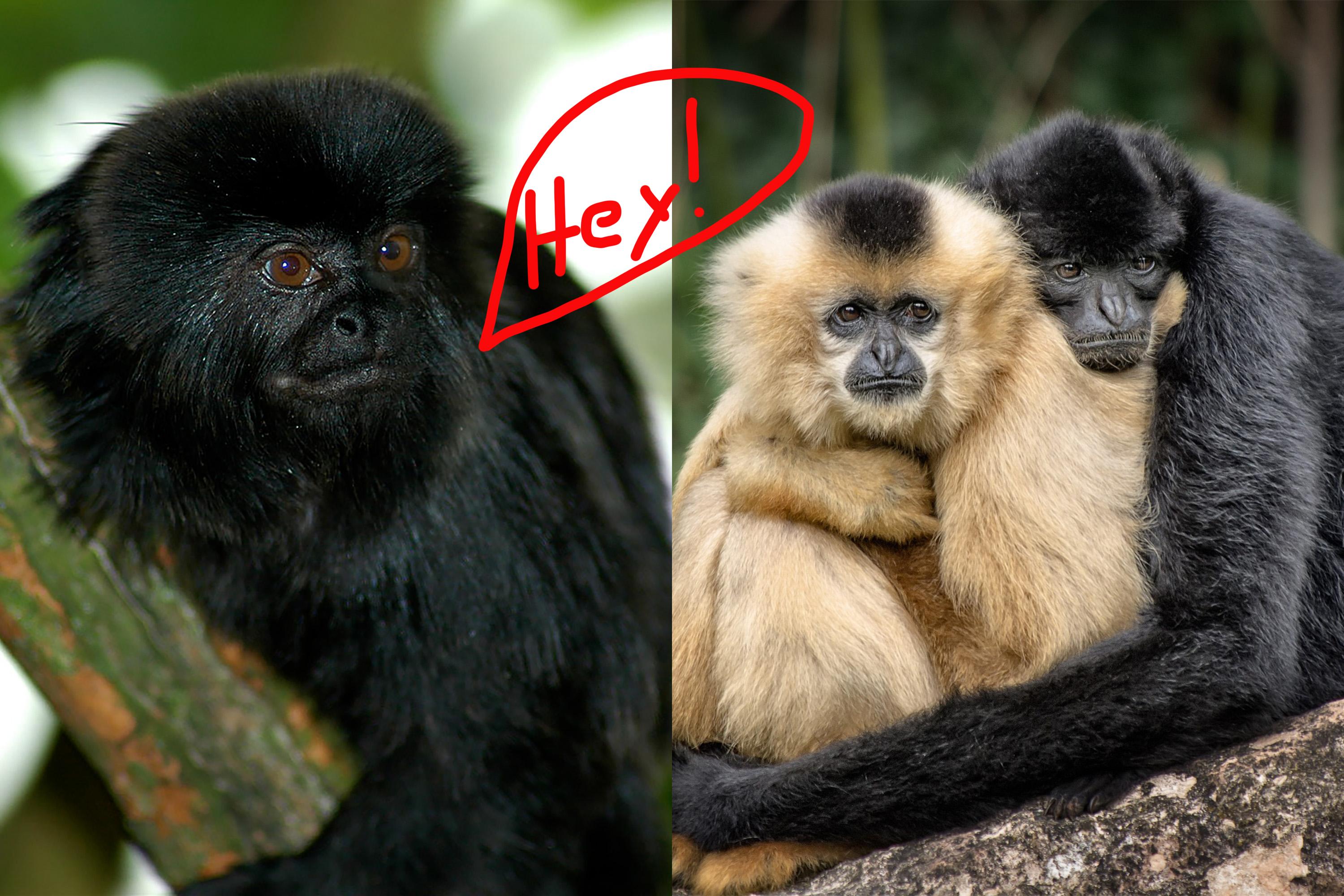 Monkey Scratching Head With Both Hands