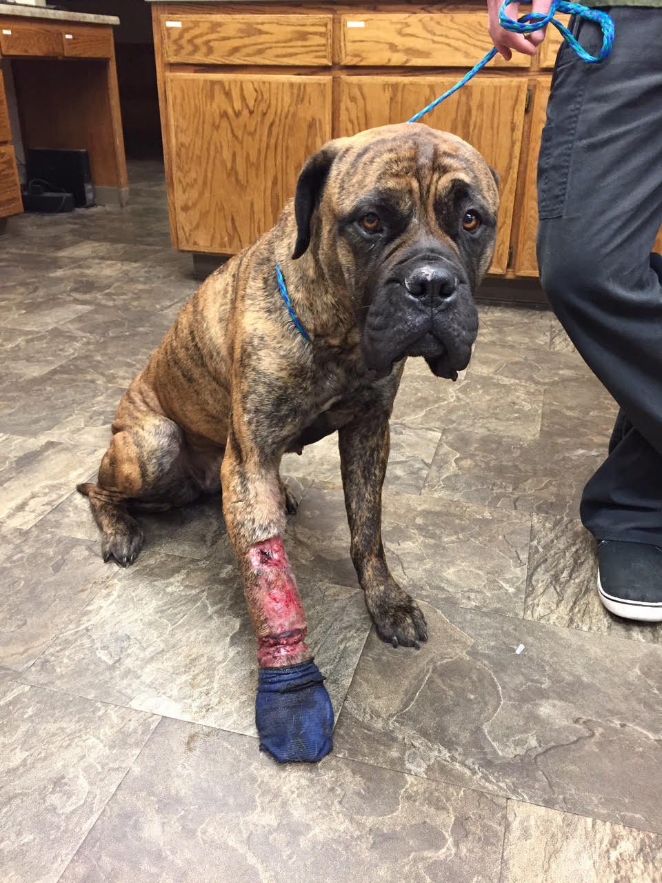 Her Owner Wanted Her Put Down... Over A Leg Infection