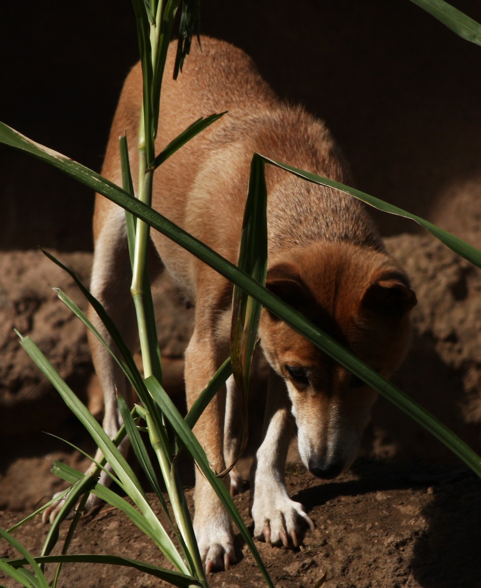 Meet Your Favorite New Artist: The Rare Singing Dog Of Papua New Guinea