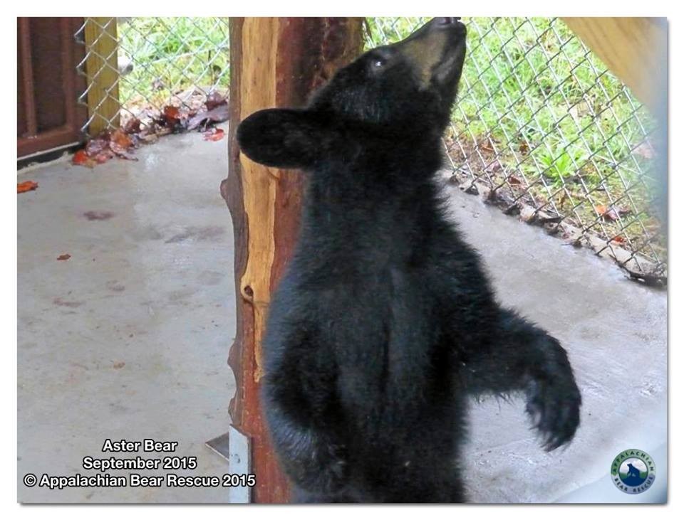'Dead' Bear Cub Gets Second Chance At Life In The Wild