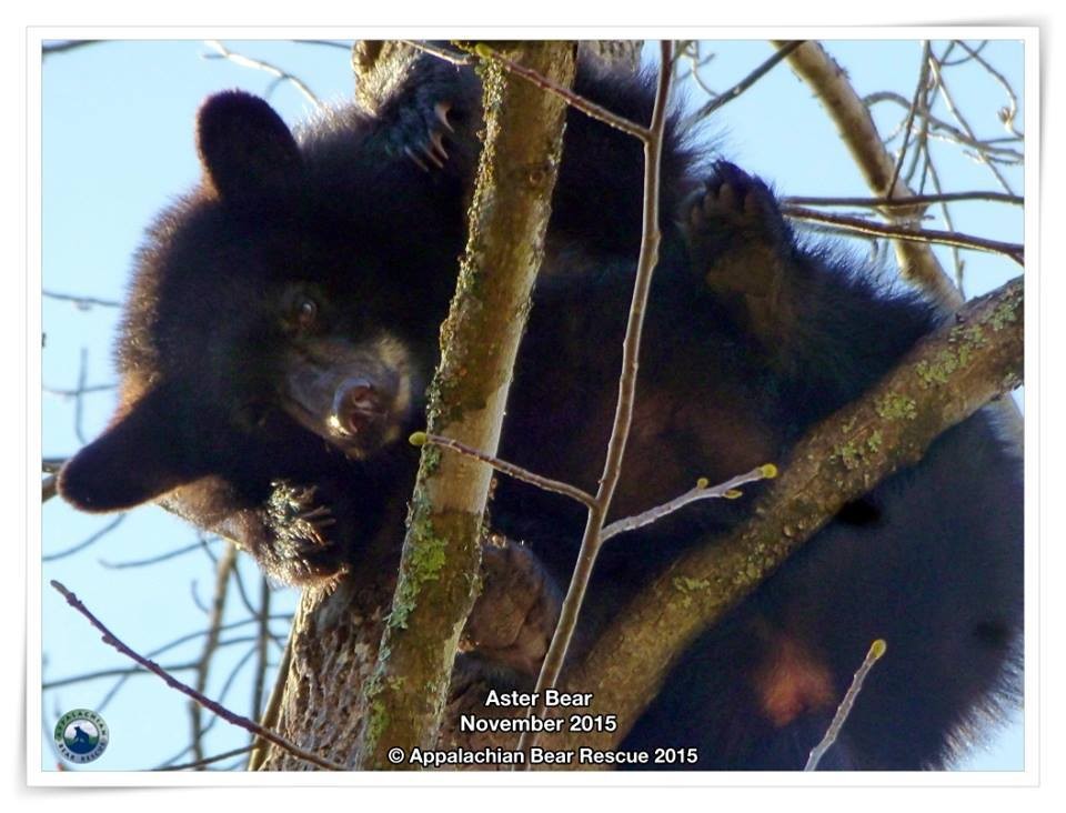'Dead' Bear Cub Gets Second Chance At Life In The Wild
