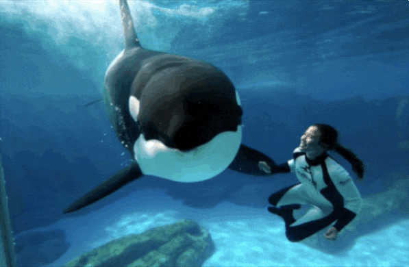 These GIFs Show What It Would Look Like If SeaWorld Freed Its Orcas