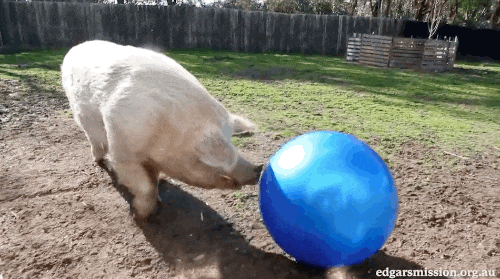 Eager Pig’s Love Affair With New Ball Is Glorious Until POP