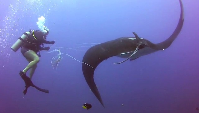 Giant Manta Ray Tangled In Fishing Line Asks Divers For Help