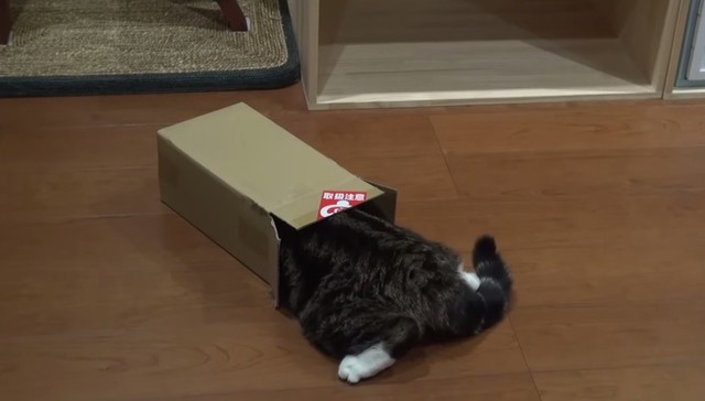 How To Find A Good Box: As Demonstrated By Maru The Cat