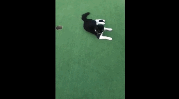 Cat Crashes Mini-Golf Game, Becomes The Best Course Obstacle Ever