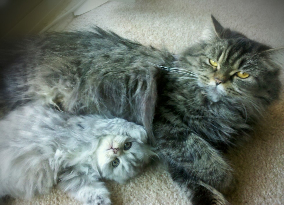 Cat Mischief 101: 14 Kittens Learning Important Lessons From Their Elders