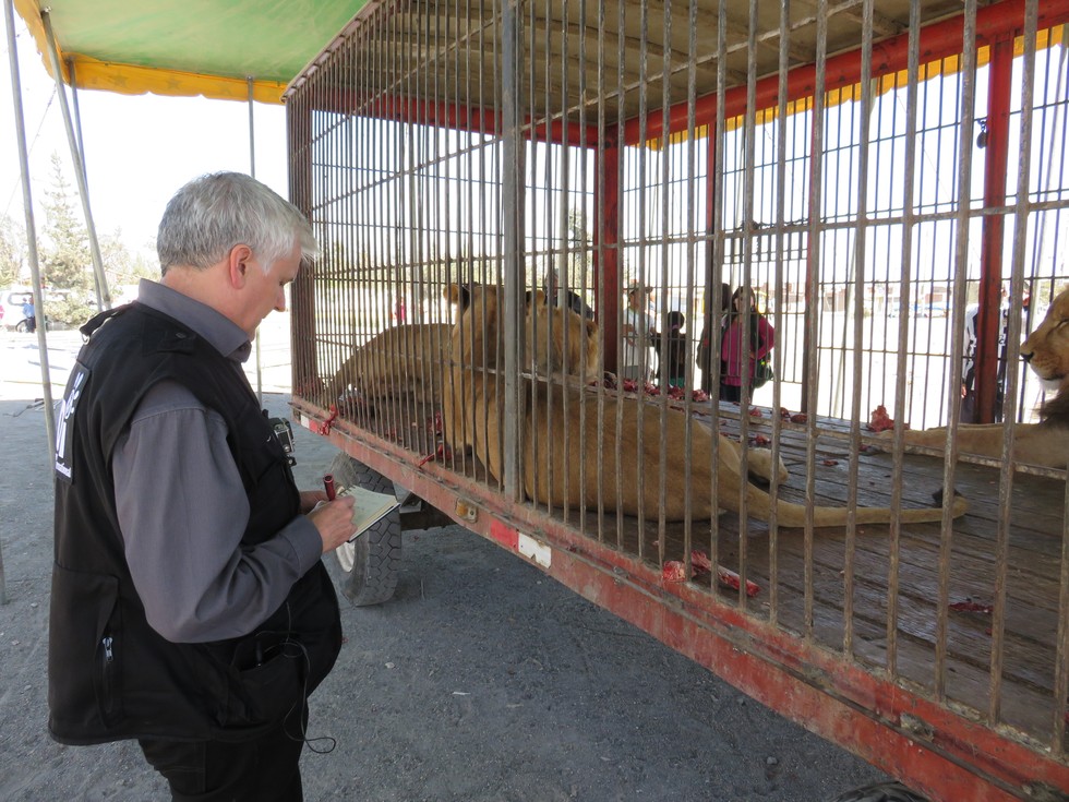 One By One, Peru's Circus Animals Are Being Freed