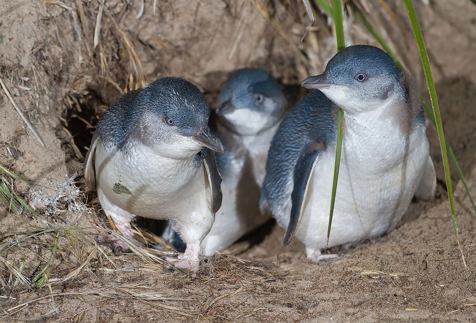 Meet The Dogs Responsible For The Itty Bitty Fairy Penguins Comeback meet-the-dogs-responsible-for-the-itty-bitty-fairy-penguins-comeback