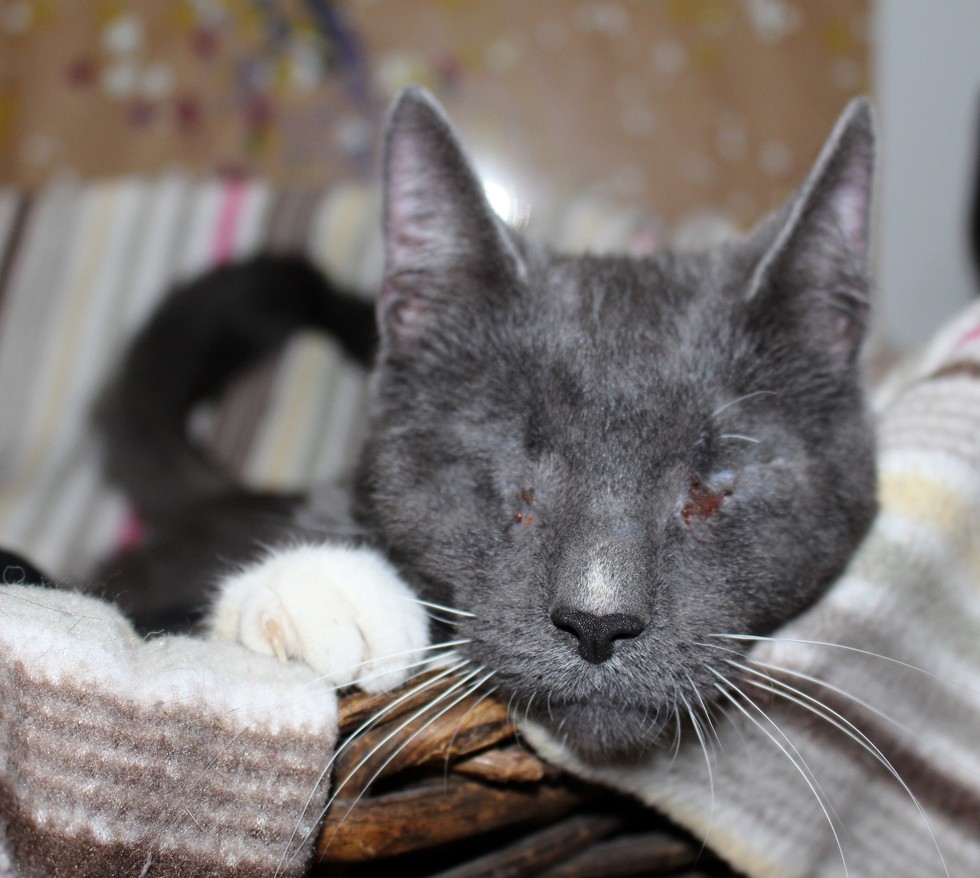 Three Newly Blind Cats Healed By The Love Of Two Pit Bulls