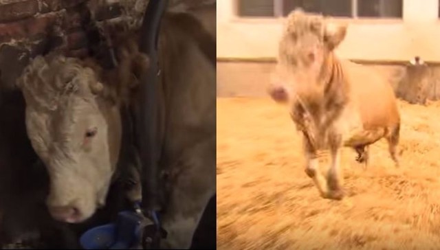 Bull Does Freedom Dance After Lifetime In Chains