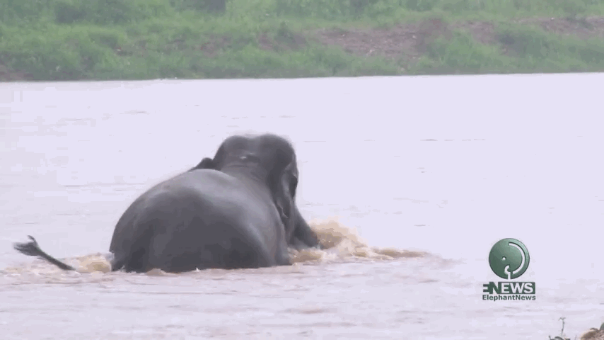 Elephant In Rain Showers