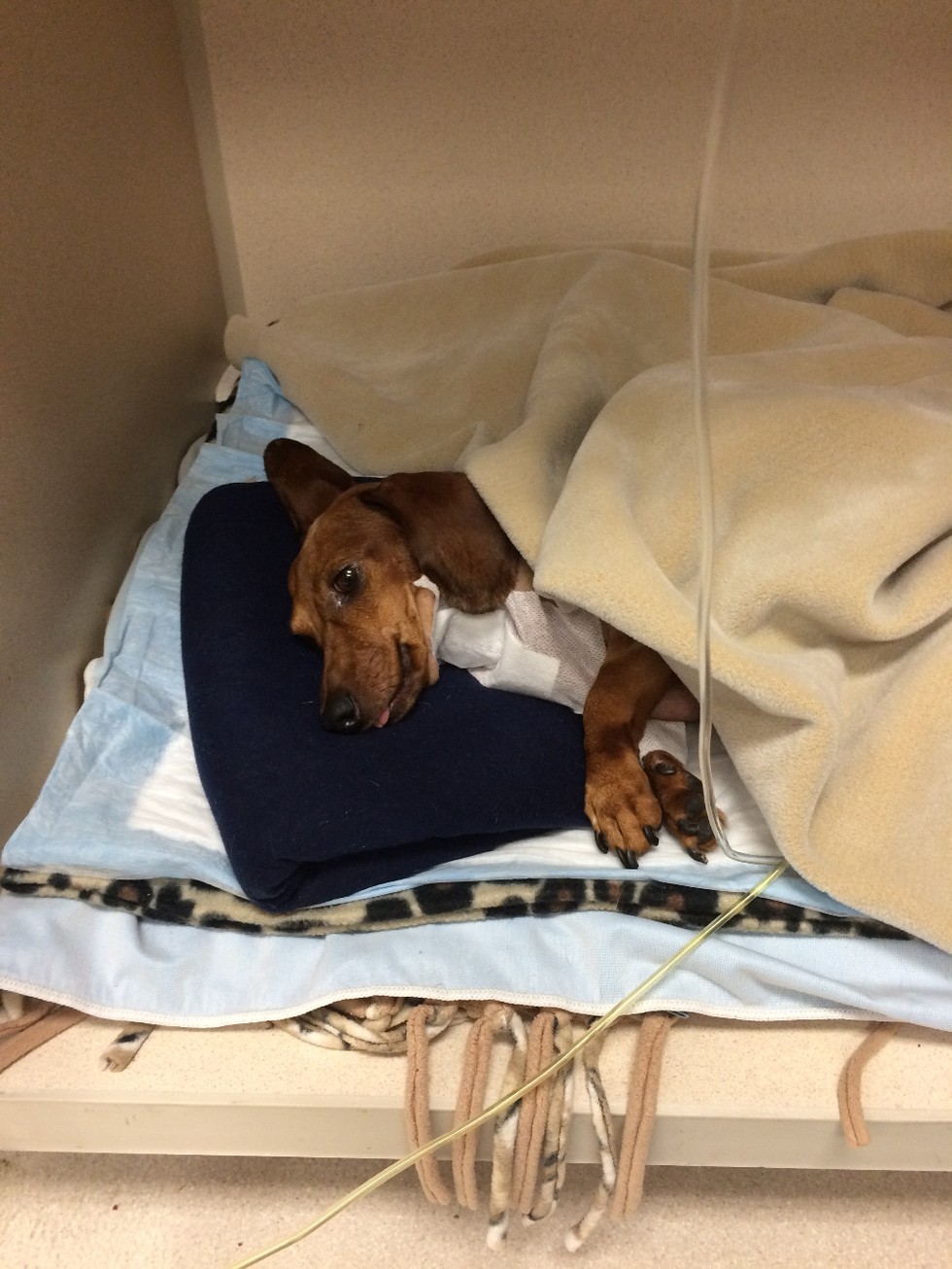 Miracle Dogs Survive Car Crash That Killed Their Mom