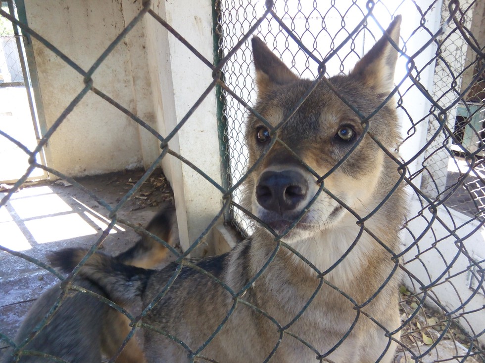 How An Abandoned Soviet Zoo In Ukraine Is Becoming A Sanctuary For Its ...