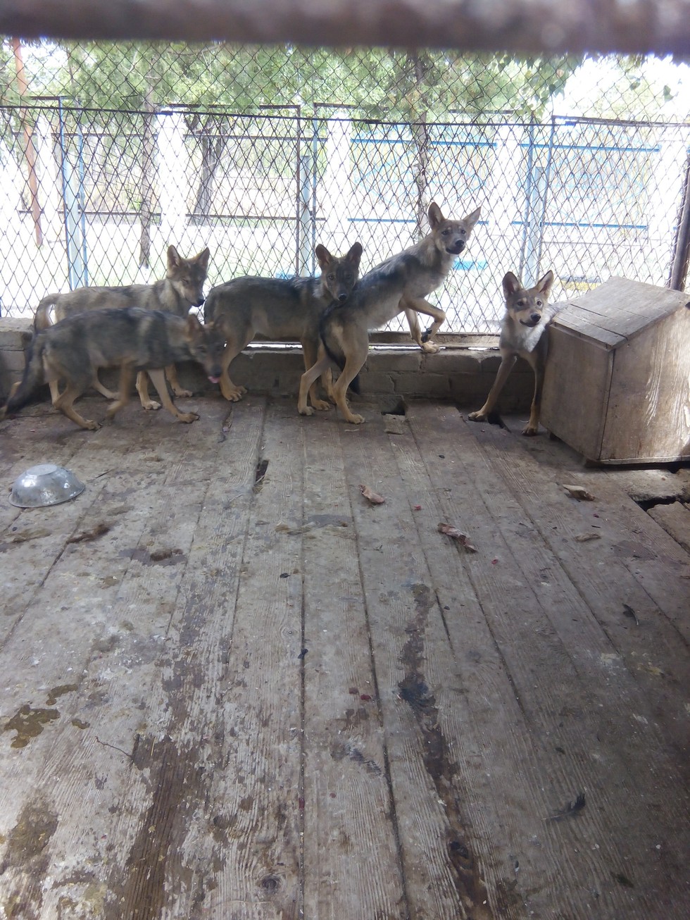 How An Abandoned Soviet Zoo In Ukraine Is Becoming A Sanctuary For Its ...