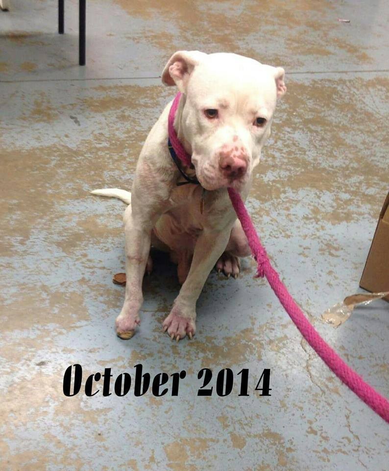 Pit Bull Found Tied To A Pole Never Lost His Love For Snuggling