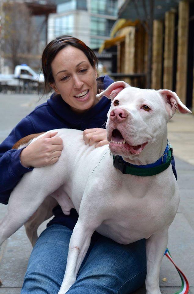 Pit Bull Found Tied To A Pole Never Lost His Love For Snuggling
