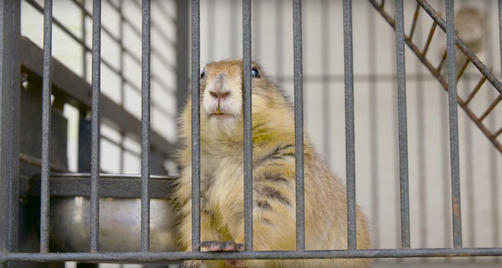 This Is What Happens When You Give Animals To Prisoners