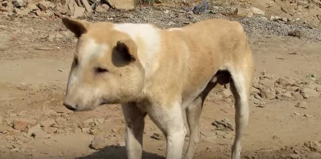 Dog With Severely Swollen Face Meets People Who Know Just What To Do Dog With Severely Swollen Face Meets People Who Know Just What To Do