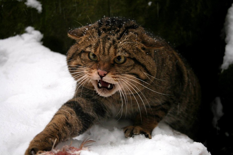Through Golden Eyes There Are Only 35 Of These Fierce Cats Left In The