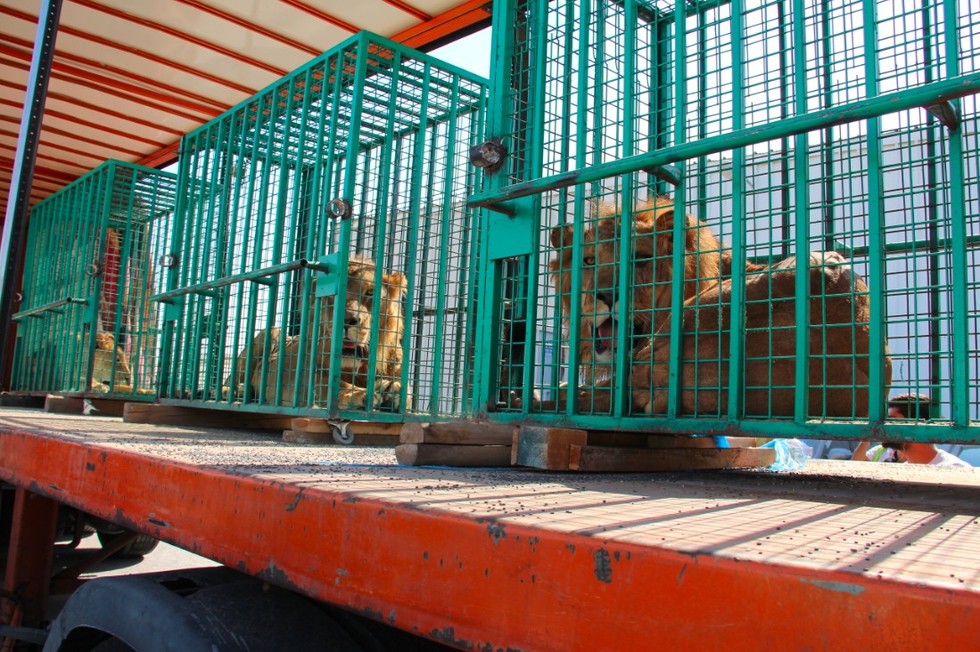 Three Lions Saved From War-Torn Palestinian Zoo