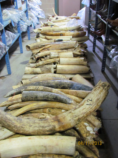 What Should We Do With Confiscated Ivory?