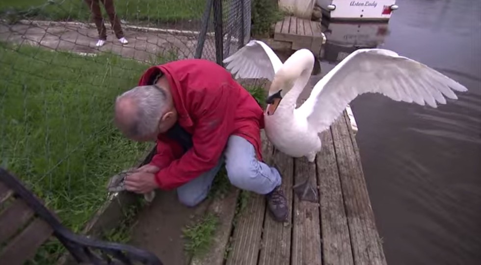 Protective Swan-Dad Oversees The Rescue Of His Baby