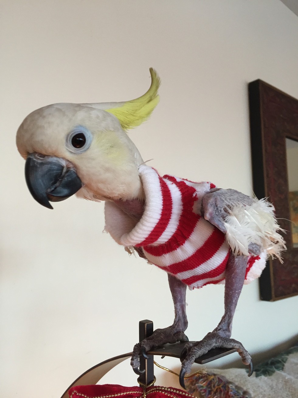Rescued Bird Has A Better Sweater Collection Than You Do