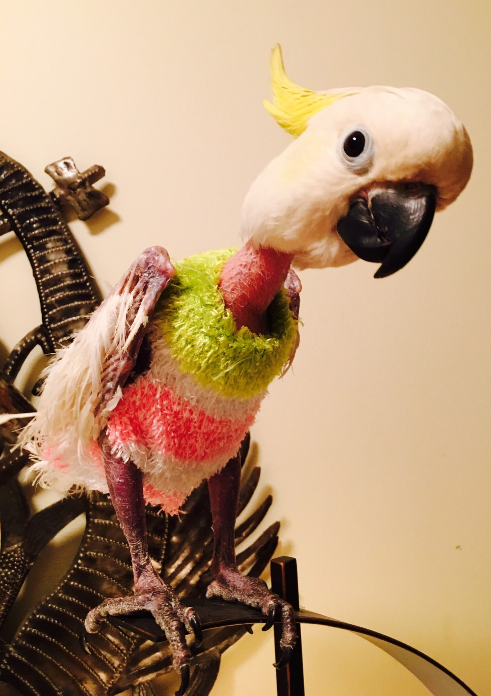 Rescued Bird Has A Better Sweater Collection Than You Do