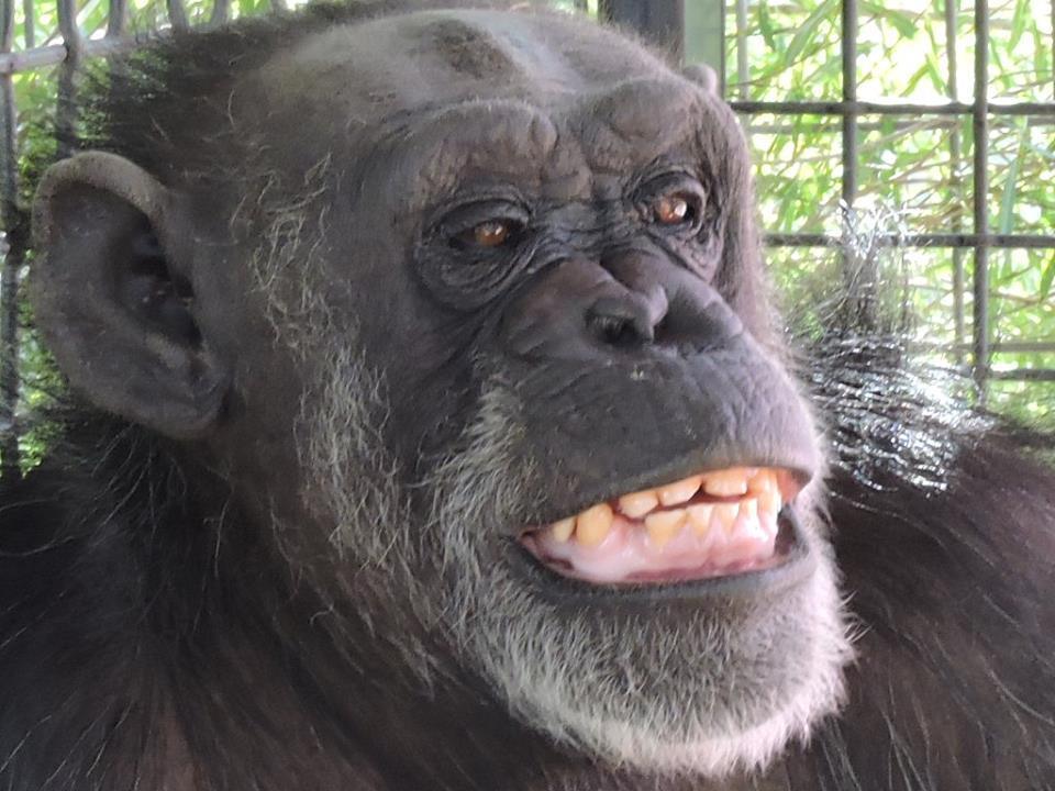 How One Chimp Found Sanctuary In Her Birthday ... And Cake And Family ...