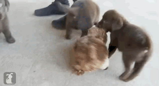 Scampering Puppies Find Worthy Opponent: A Teddy Bear