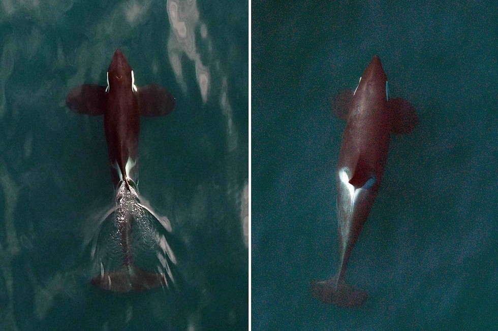 Nuzzling Orcas Spotted From 100 Feet In The Air