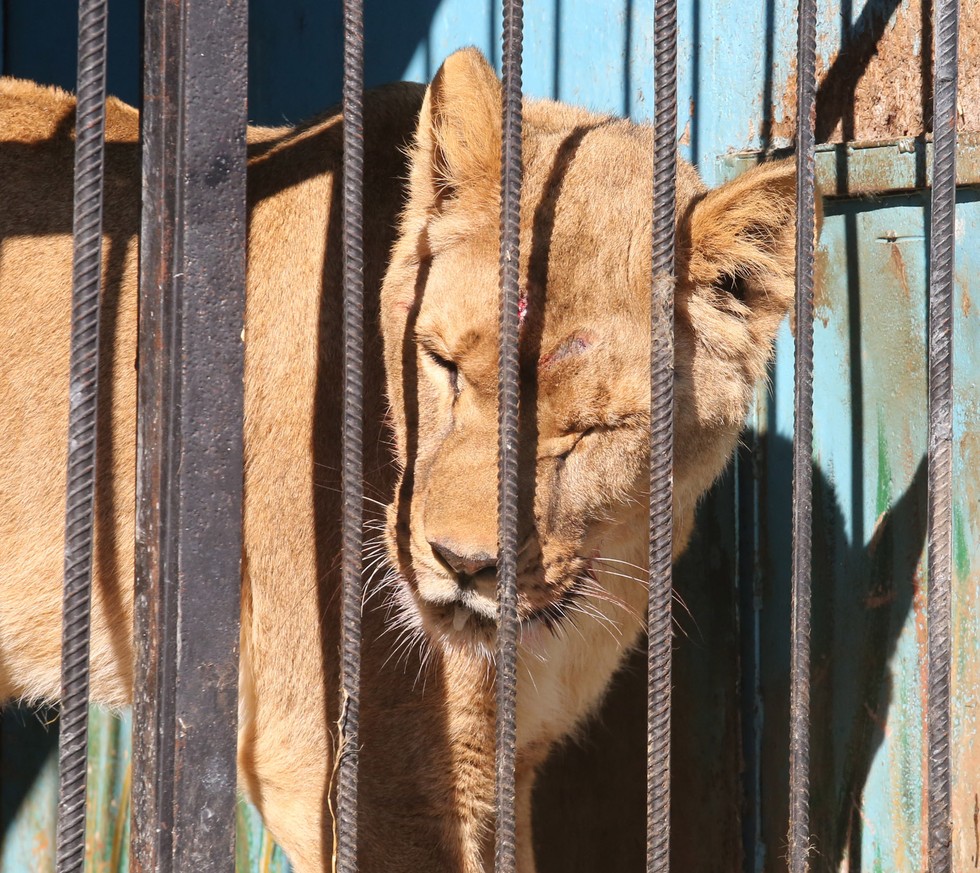 Animals Left To Die At Abandoned Zoo Are Losing Their Minds
