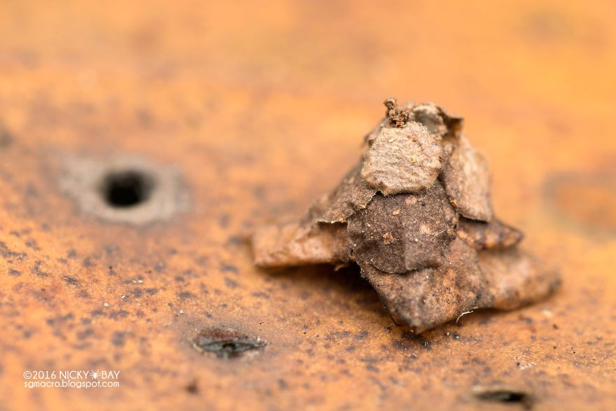 10 Mysterious Architectural Wonders Built By Tiny Insects | Marco Corzo