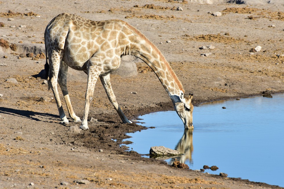How Do Giraffes Drink Through Their Ridiculously Long Necks?
