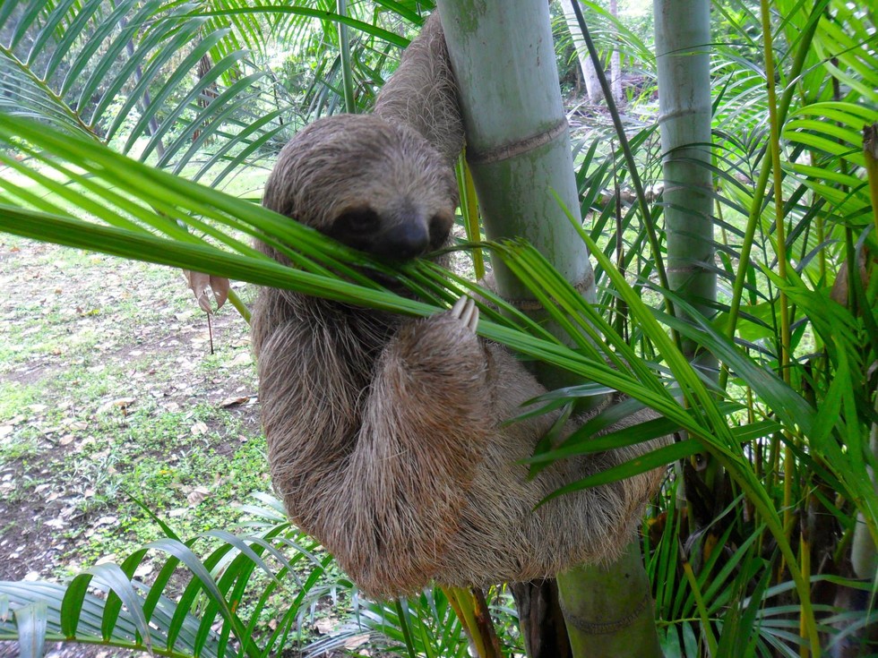 A day in the life of a sloth