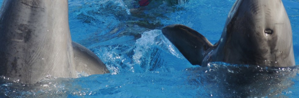 SeaWorld Slapped With (Another) USDA Complaint Over Animal Abuse ...