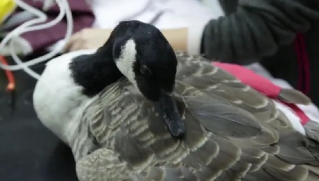 Wild Goose Chase Along Highway Saves Actual Goose