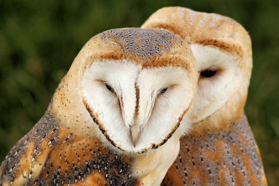 8 Reasons Why Today Is The Day You'll Start Loving Owls