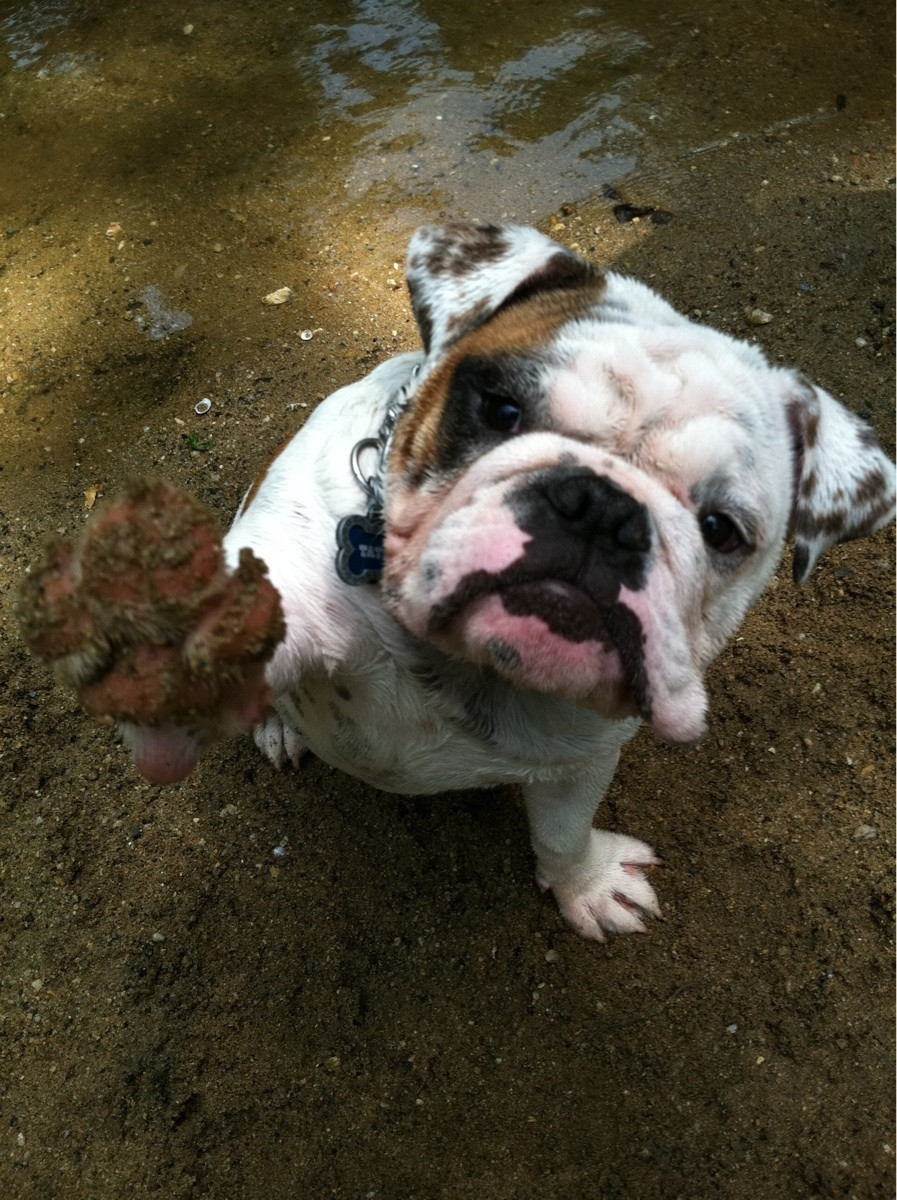 11 Exceptionally Squishy Paws