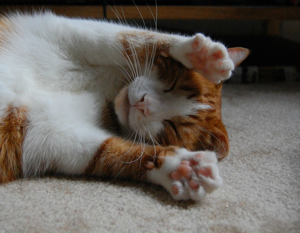 11 Exceptionally Squishy Paws
