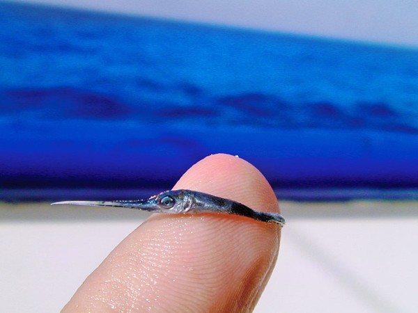 Marine Biologist Shows Us Just How Tiny a Baby Swordfish Really Is ...