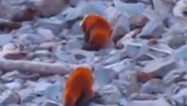 Sad Footage Shows Two Red Pandas Roaming Through The Ruins Of Their ...