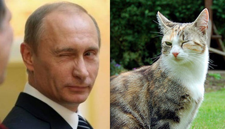 9 Animals Who Are Not Actually Vladimir Putin