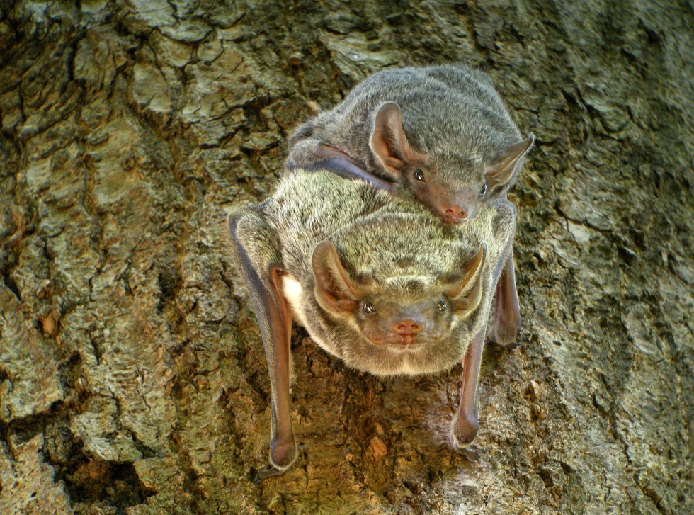12 Bats Who Refuse To Be Terrifying