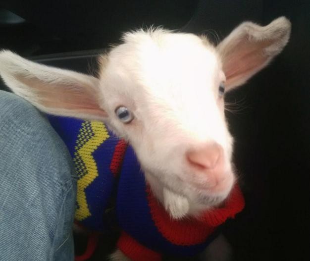 Tiniest Goat Is Snuggling Up To EVERYONE At His New Home