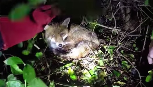 Little Fox With Wounded Leg Gets Second Chance At Life In The Wild