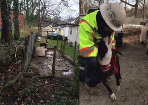 Mudhole Dog Reunites With The Construction Workers Who Saved Him