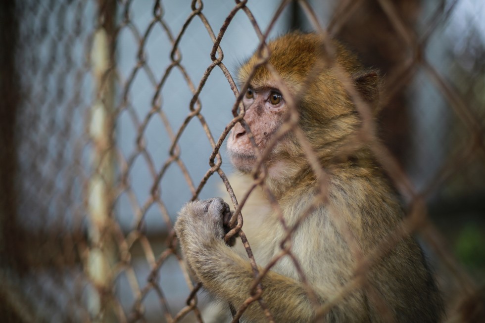 People Bring Food To Starving Zoo Animals Everyone Else Has Forgotten