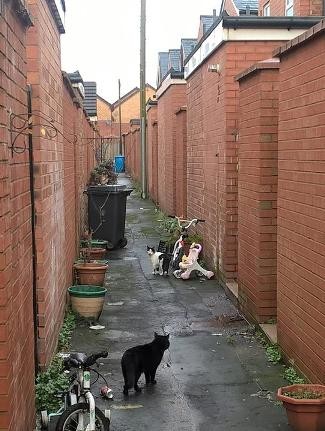 INTRODUCING…THE MANCHESTER AND SALFORD COMMUNITY CAT PROJECT ...